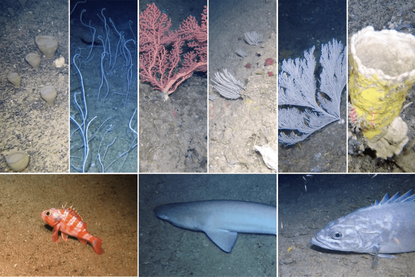 Systematic conservation planning tools inform deep sea area-based ...