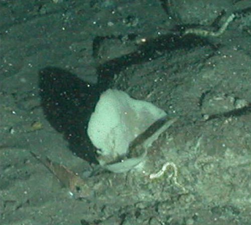 Photographs reveal deep-sea sponges being impacted by offshore drilling ...