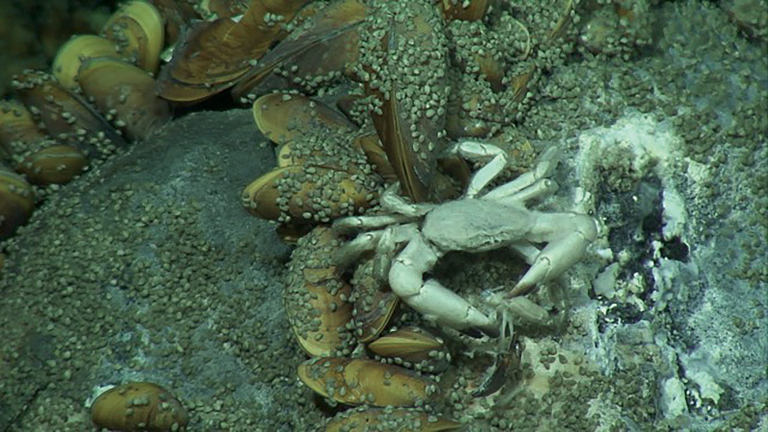 Using genetics to understand ecosystem connectivity along the Mid ...